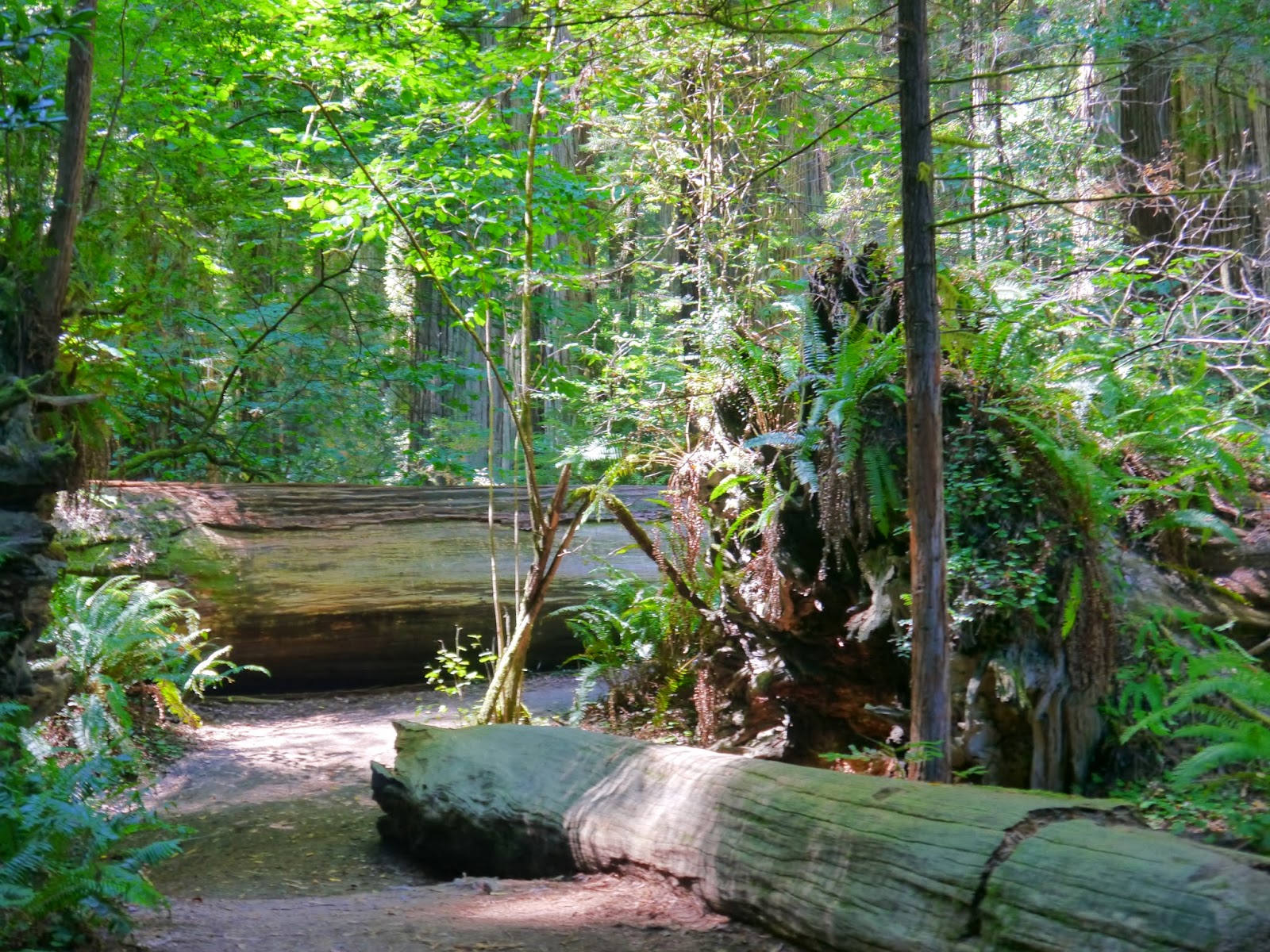 American Travel Journal: Stout Memorial Grove - Redwood National and ...