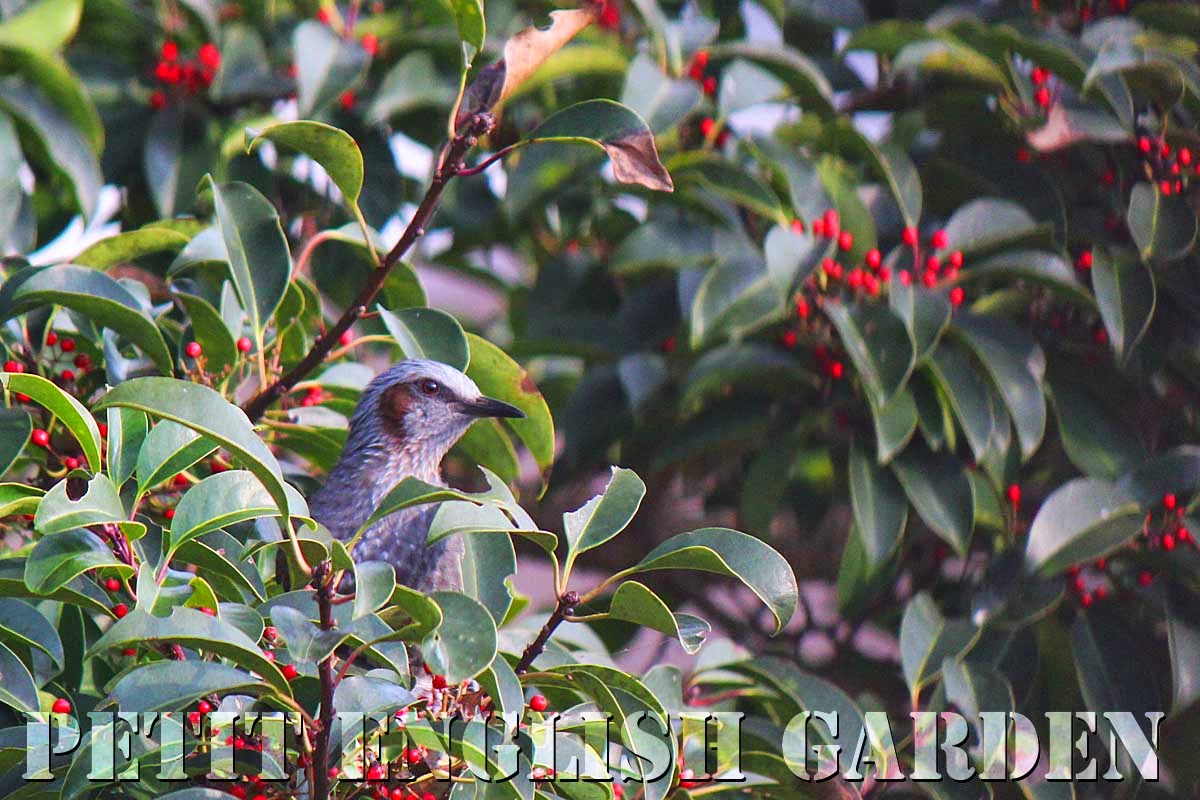 Petit English Garden of MARPLE & POIROT: BIRDS IN OUR GARDEN (庭の鳥たち)