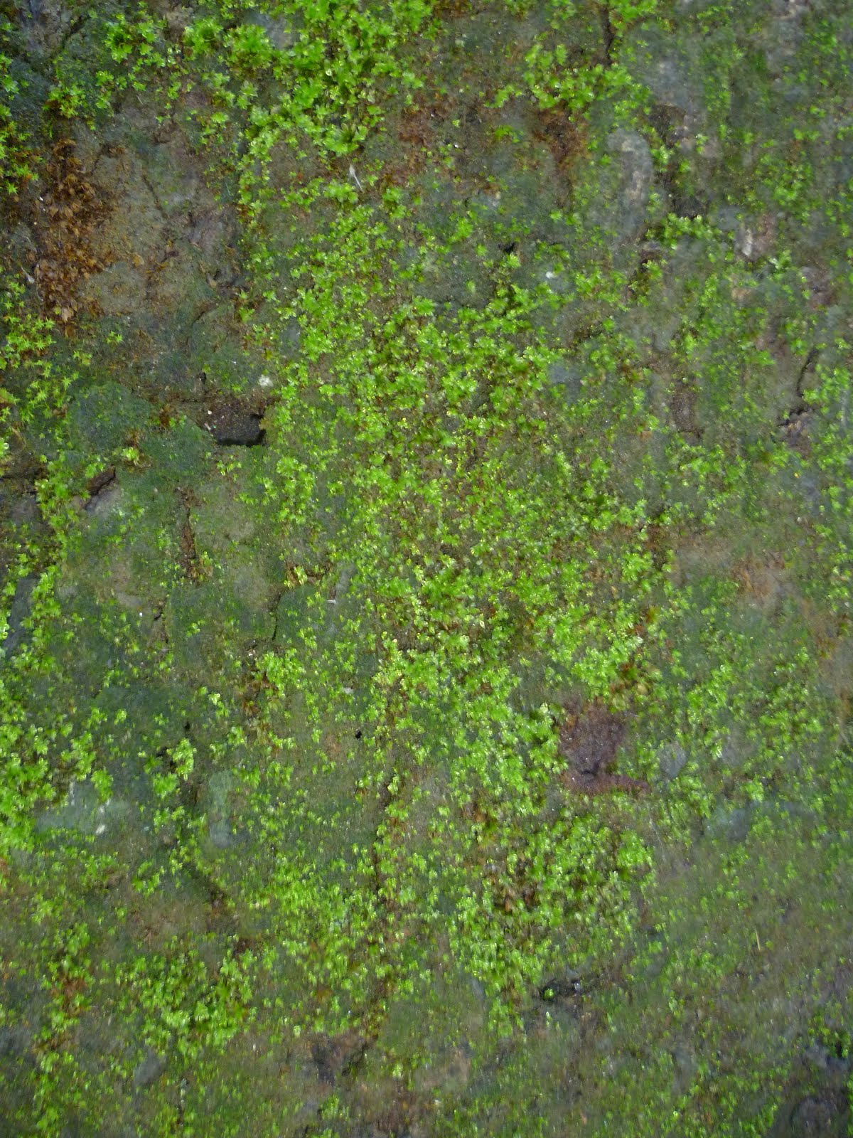 Textura de musgo | Todas las texturas