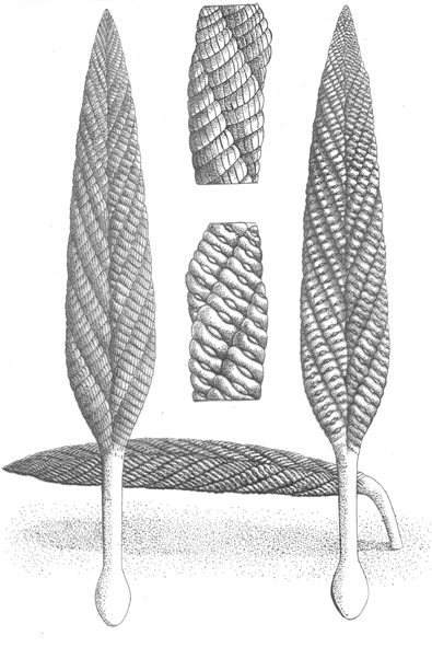 Charnia - Alchetron, The Free Social Encyclopedia