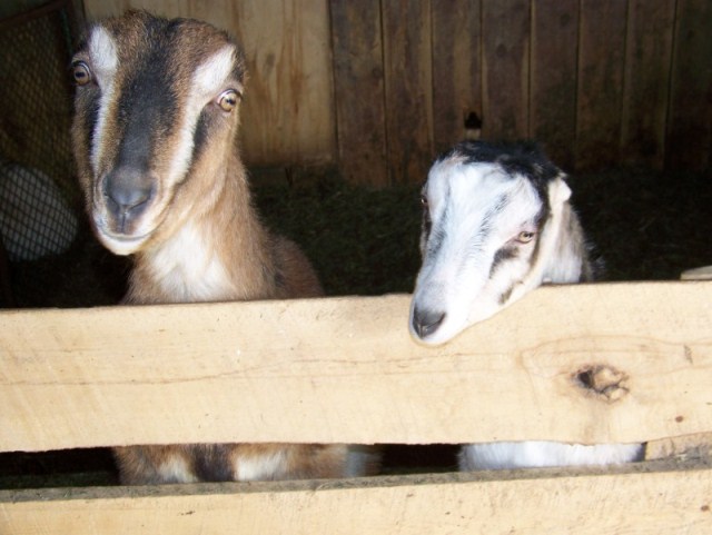 Cheez-Elle: Nosey Goat Camelot