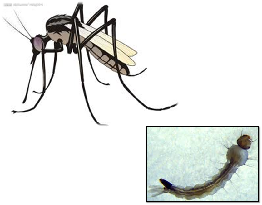 Learning of Animals: The Growing Process In Animals