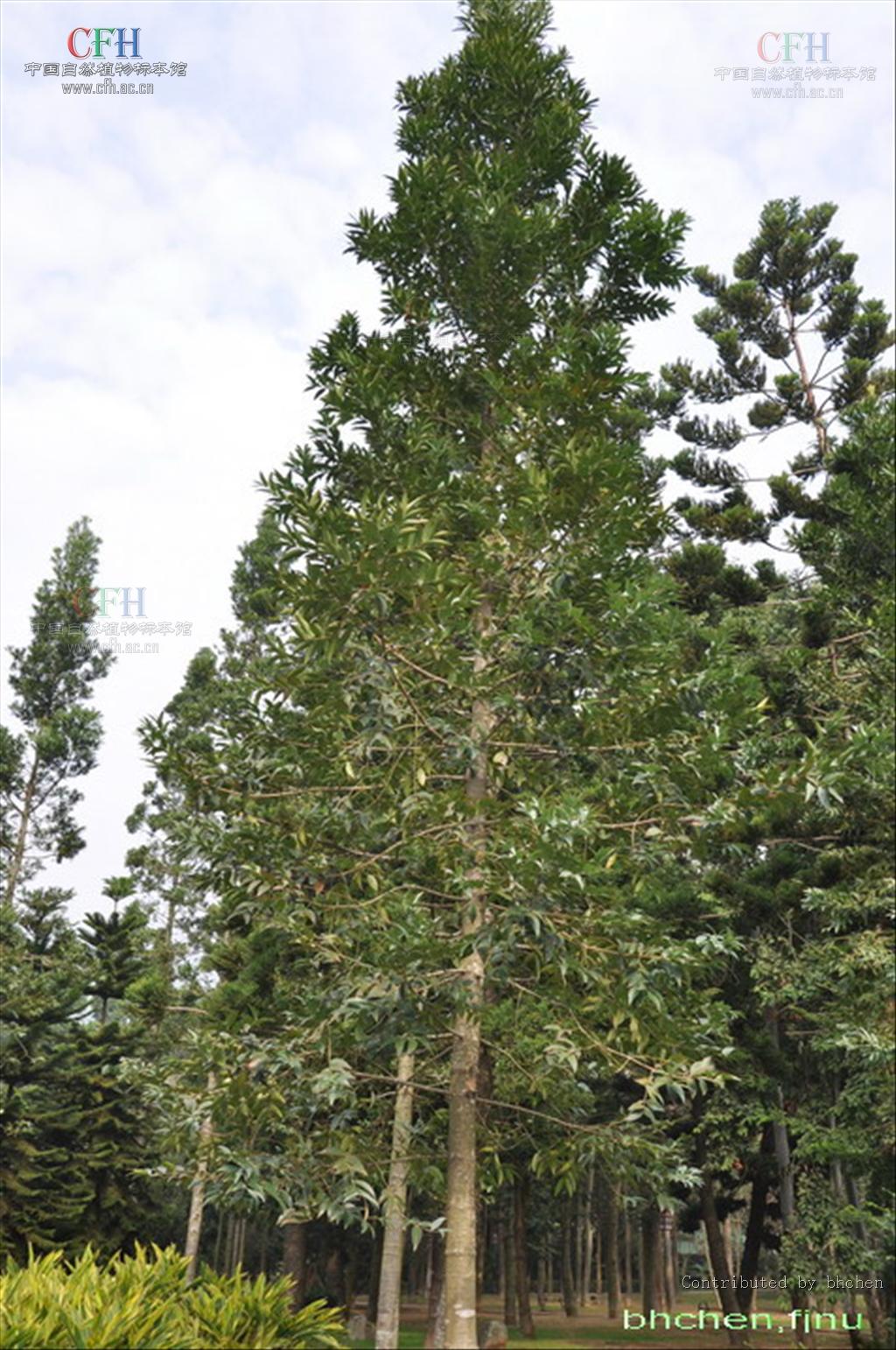 'Tropical Plants': Damar ( Agathis dammara )