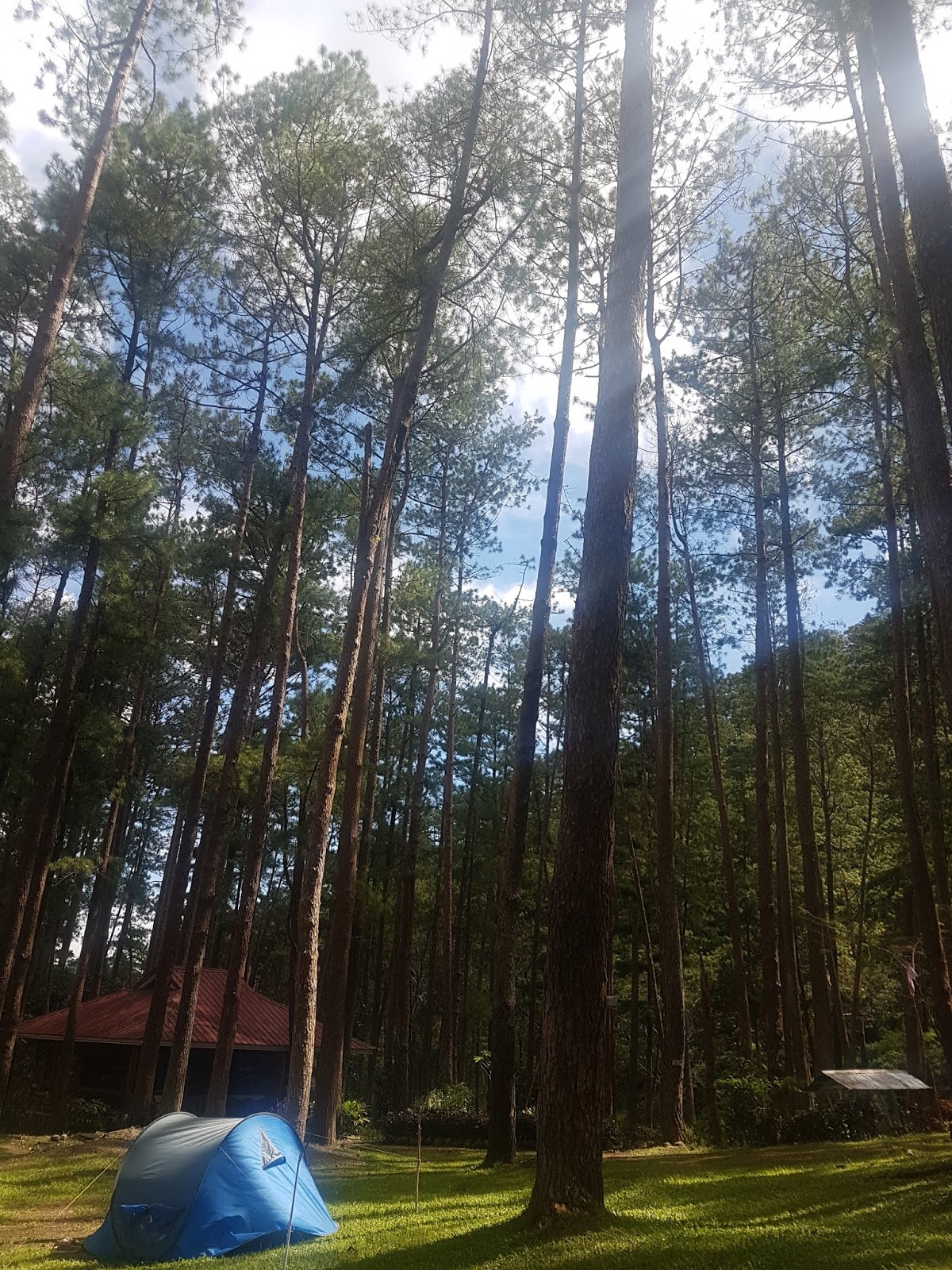 Pine Trees of Bucari, Leon, Iloilo