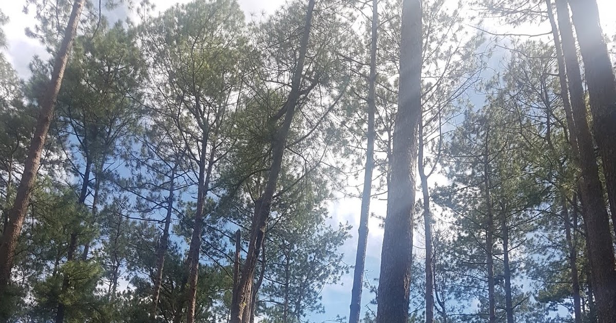 Pine Trees of Bucari, Leon, Iloilo