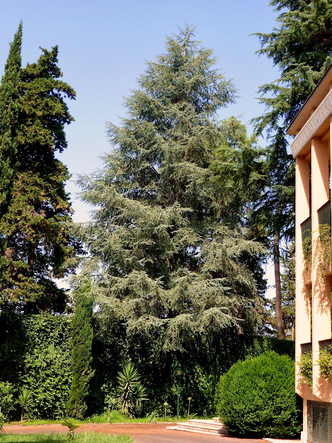 Árboles con alma: Cedro del Atlas. Cedre atlantic, (Cedrus atlantica)