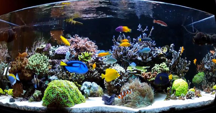 Saltwater Aquarium Fish For Sale | Best Living Home Inspiration