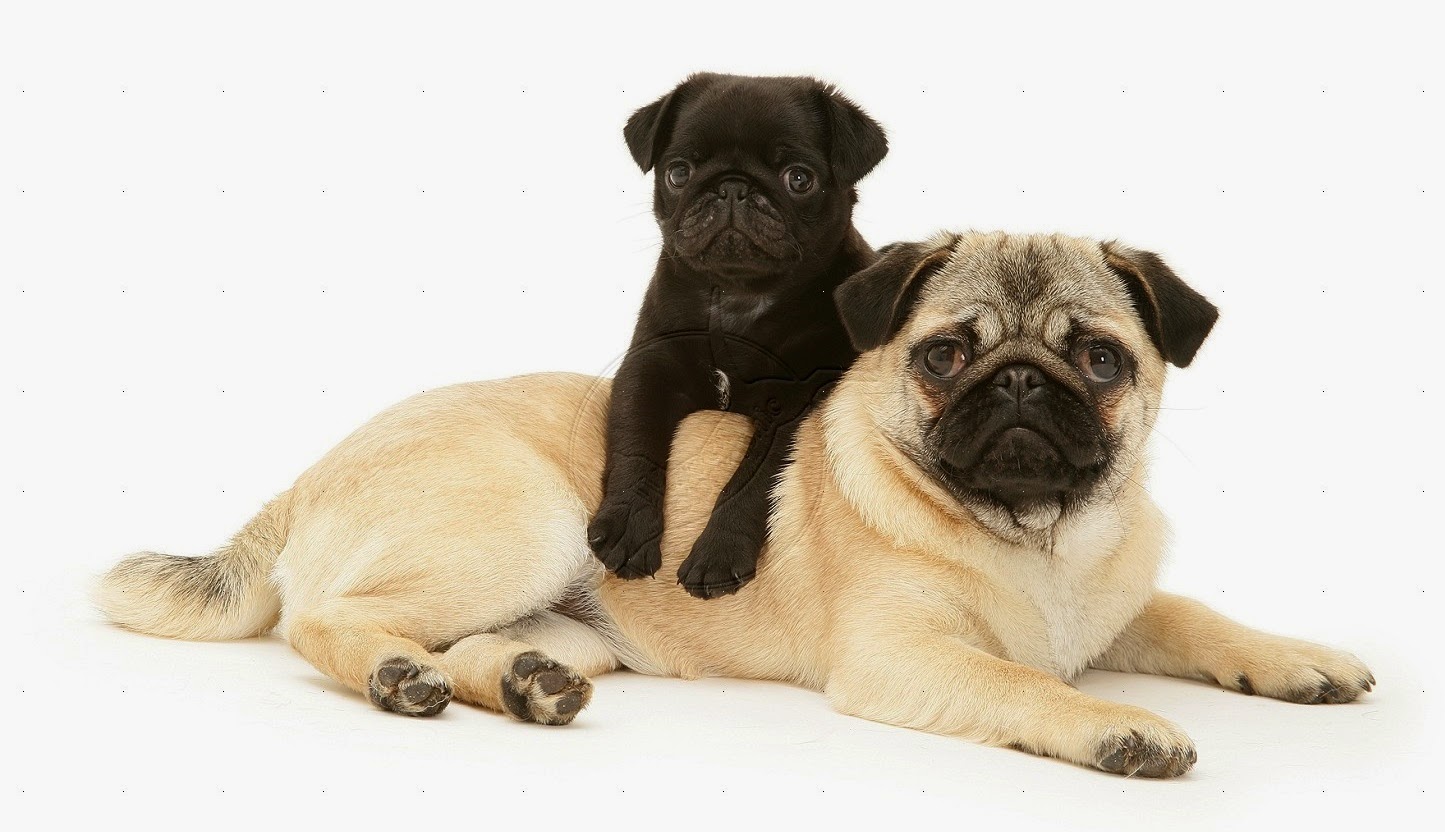 MUNDO ANIMAL : CARACTERÍSTICAS VALIOSAS DA RAÇA PUG