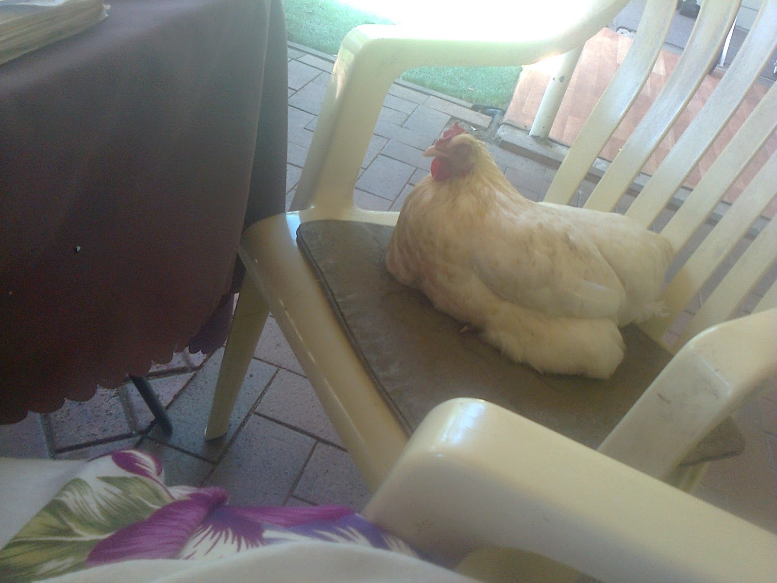 Where to put a sick or injured chicken...