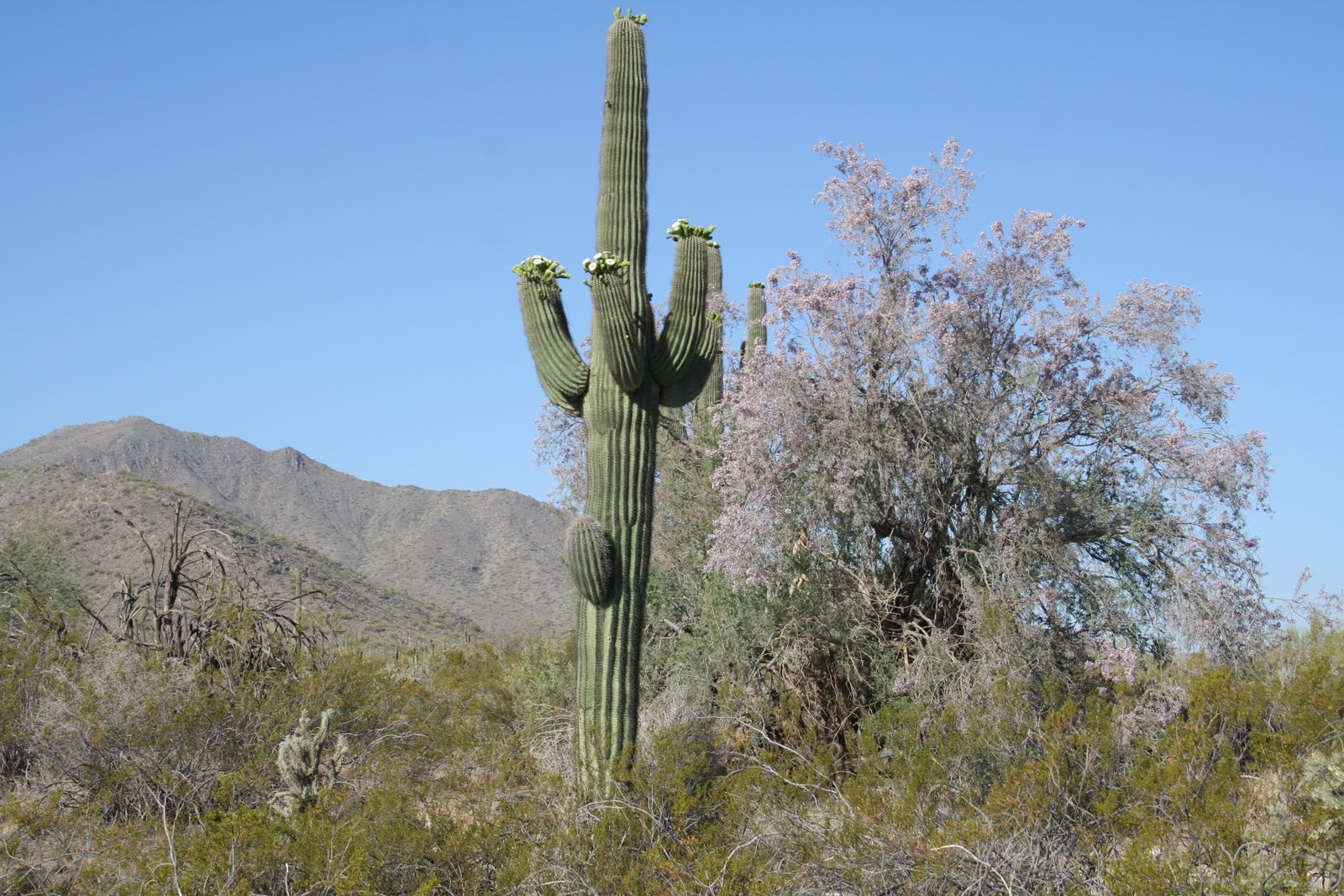 Practical Biology: science for everyone: Saguaro Cactus Flower Bloom