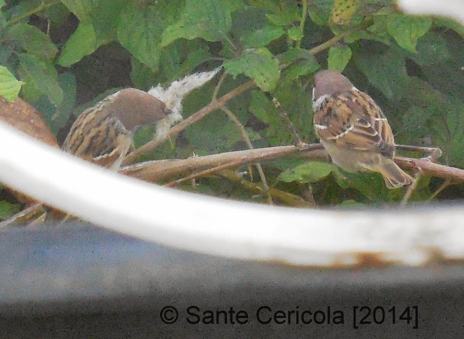 NIDI ARTIFICIALI: PASSERE MATTUGIA & ALLESTIMENTO RIFUGIO INVERNALE IN ...