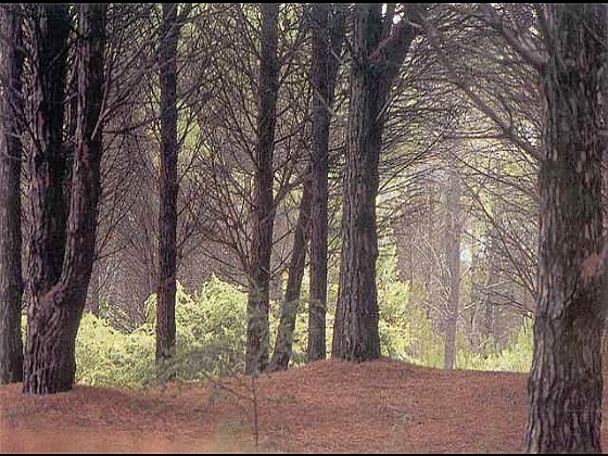 CARILÓ:un bosque inmenso encerrando un pueblo de hermosura y estilo ...