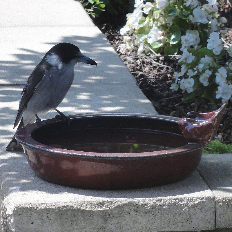 Snap Happy Birding: Butcherbird, Little Wattlebird, and the Noisy Miner