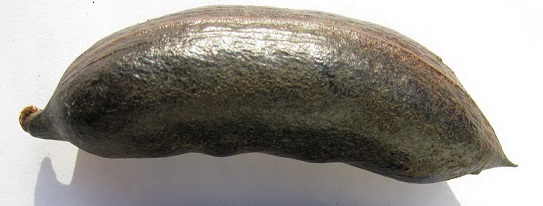 elarbolmiamigo-encinarosa: Acacia caven / Aromo criollo / Espinillo ...