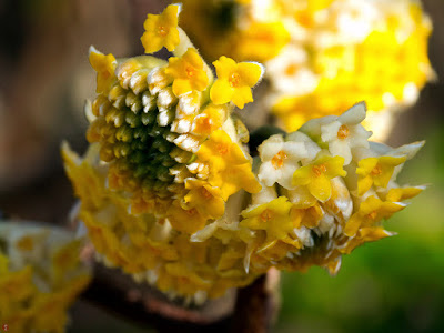 FROM THE GARDEN OF ZEN: Mitsumata (Edgeworthia chrysantha) flowers ...