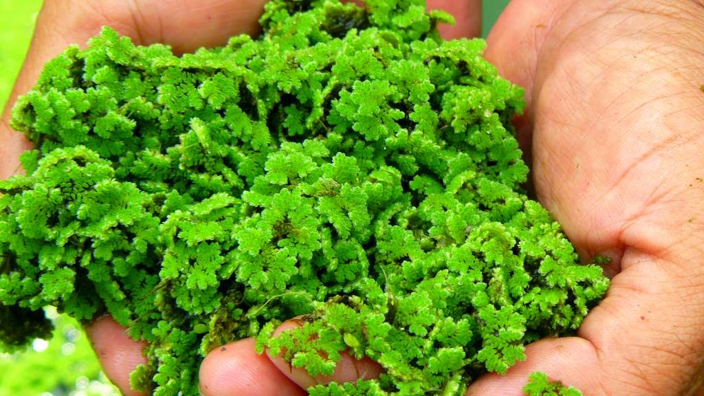 Profil Tanaman azola - MUSTIKA PAKAN