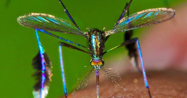 Biologia-Vida: O mosquito mais bonito do mundo / The most beautiful ...