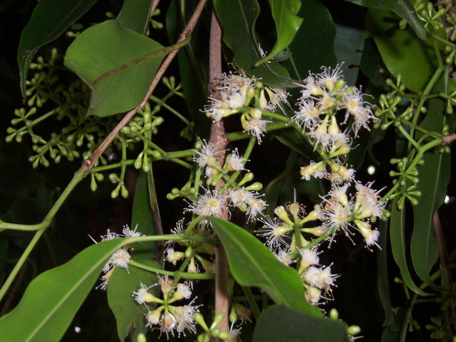 Jamelão - Syzygium cumini