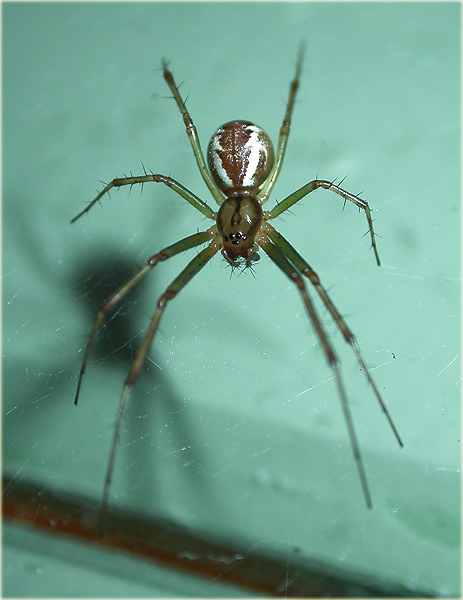 Arachnerds: Money Spiders - Linyphiidae