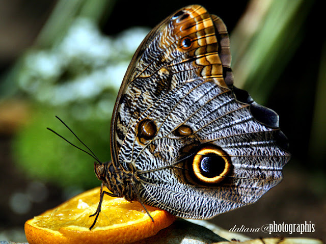 Photographis: Butterfly