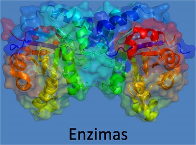 Enzimas Ing.Ambiental: Concepto de enzimas