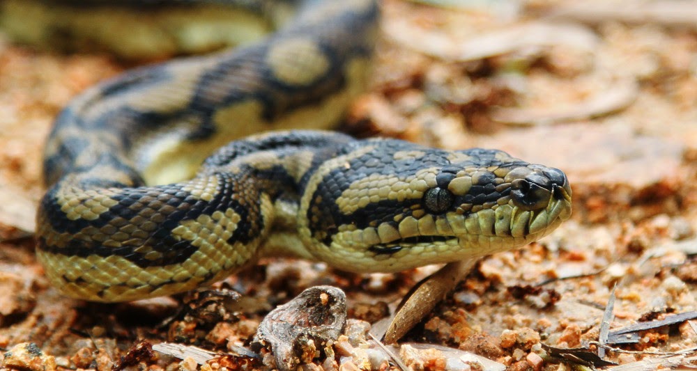 tyto tony: Python perks up after pick up