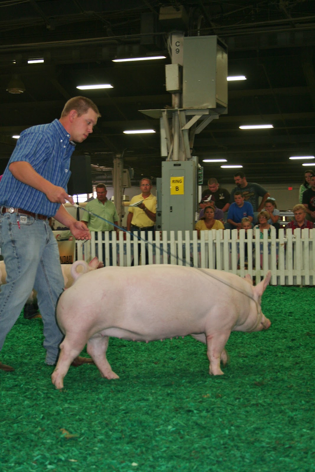 NSR Show & Sale Results: NSR Summer Spectacular Junior Yorkshire Gilt ...