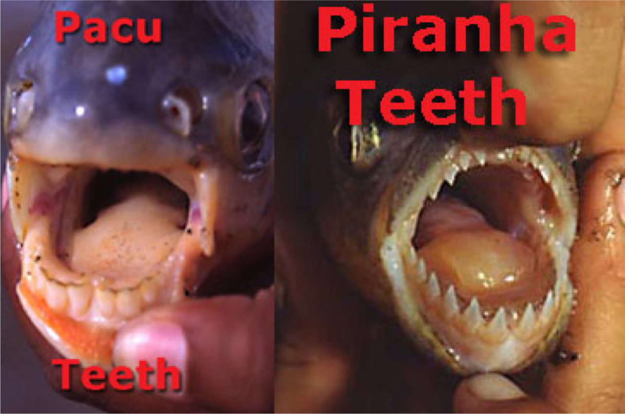 Virginia Tech Ichthyology Class : October 2015