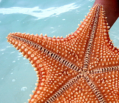 SADF References: Star Fish Research