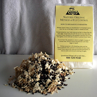 Temperate Climate Permaculture: Beneficial Insects: Fly Parasites