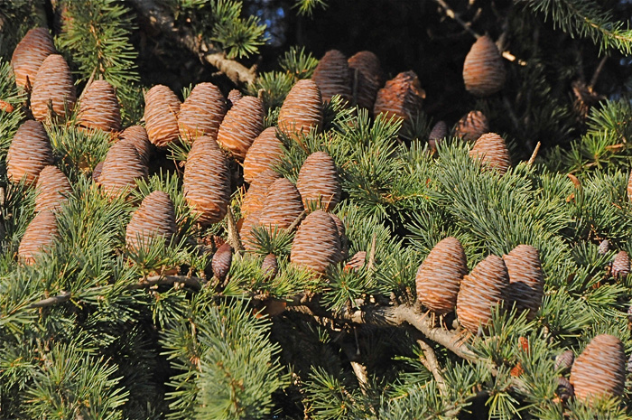 Trees Planet: Abies Grandis – Grand Fir