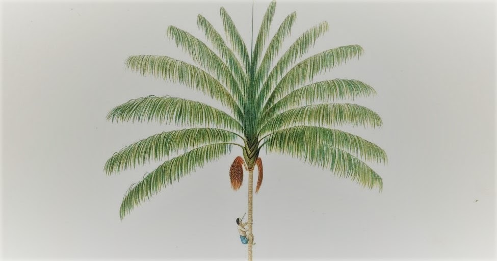 Uma bela espécie de Bacaba