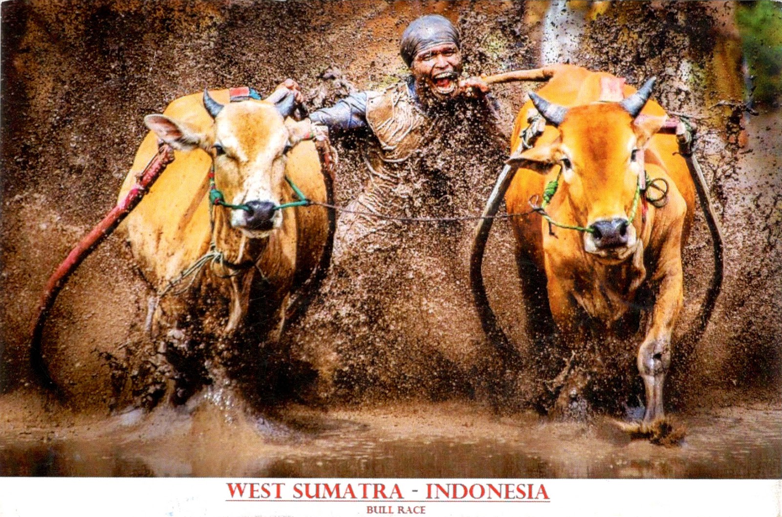 WORLD, COME TO MY HOME!: 3122 INDONESIA (Sumatra) - Bull race in Padang