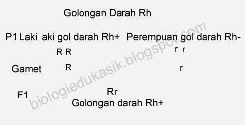 Genetika, Sub Bab Golongan Darah Manusia - Biologi Edukasi: Belajar ...
