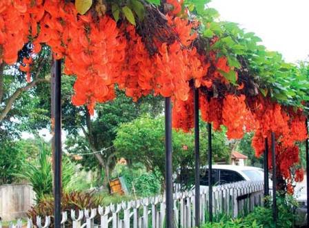 Tanaman Rambat Yang Cantik Dan Menarik Untuk Dilihat