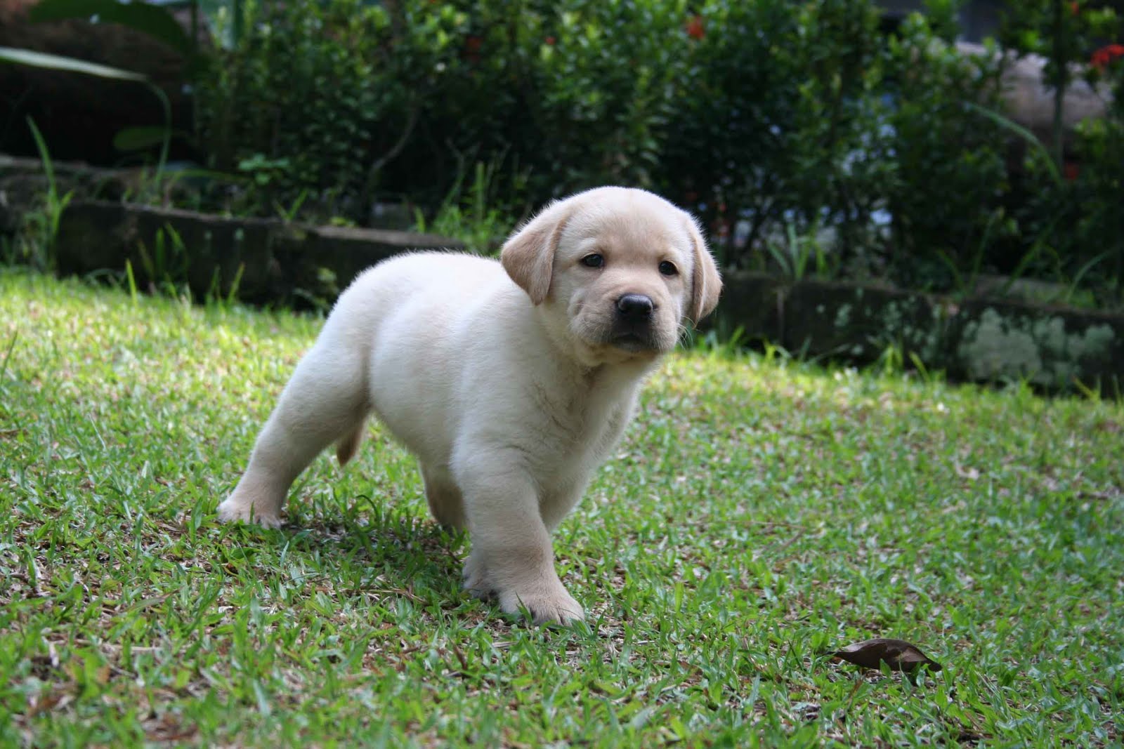 Royal Blessing Labrador: ROYAL BLESSING LABRADOR Puppies