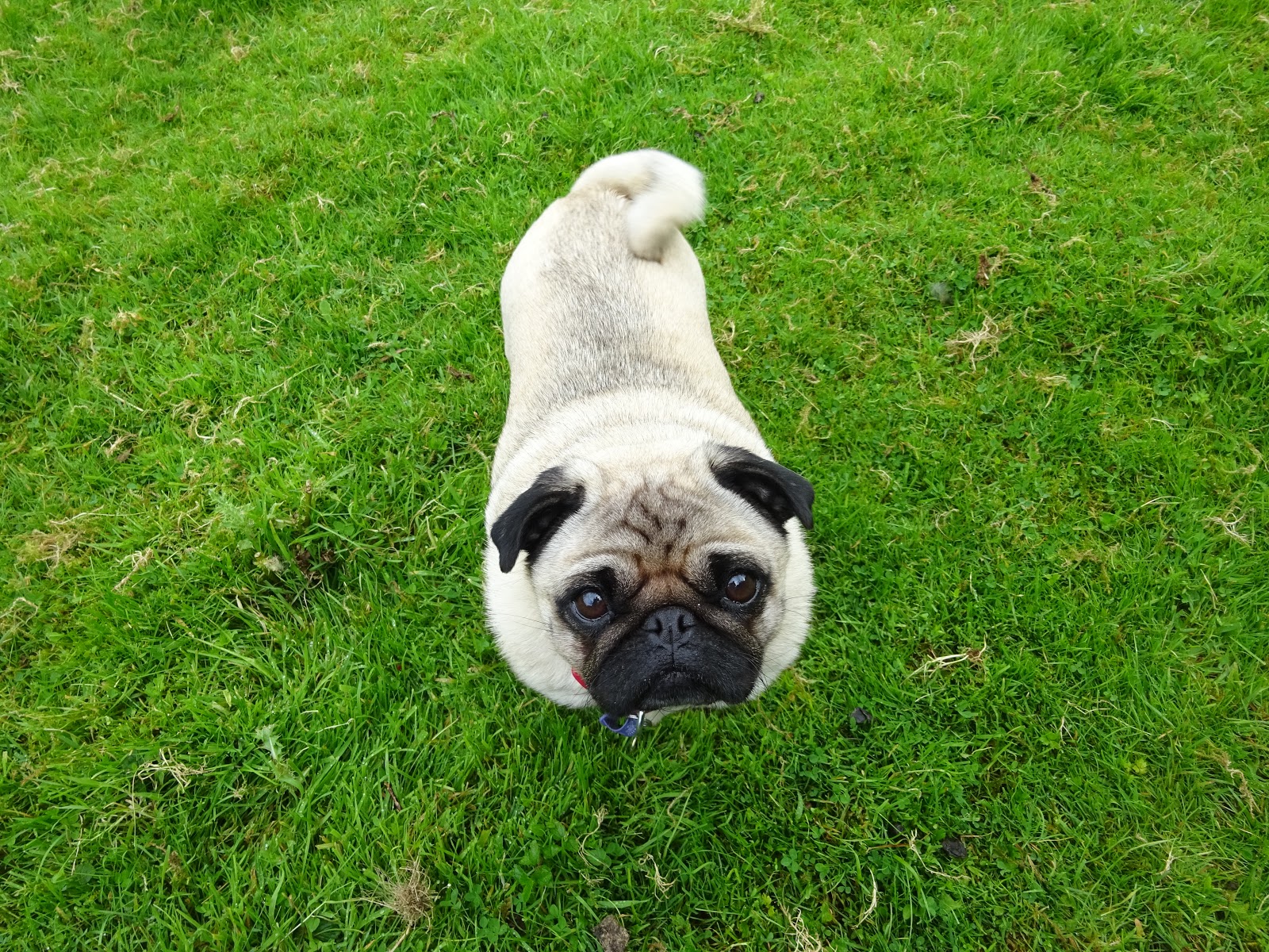 Our New Life in the Country: Sheep, Lambs ... and a Sheep Coloured Pug