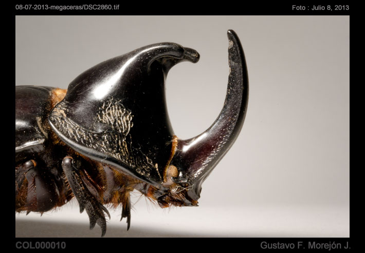 Coleoptera de Ecuador: Megaceras morpheus (COL000010)