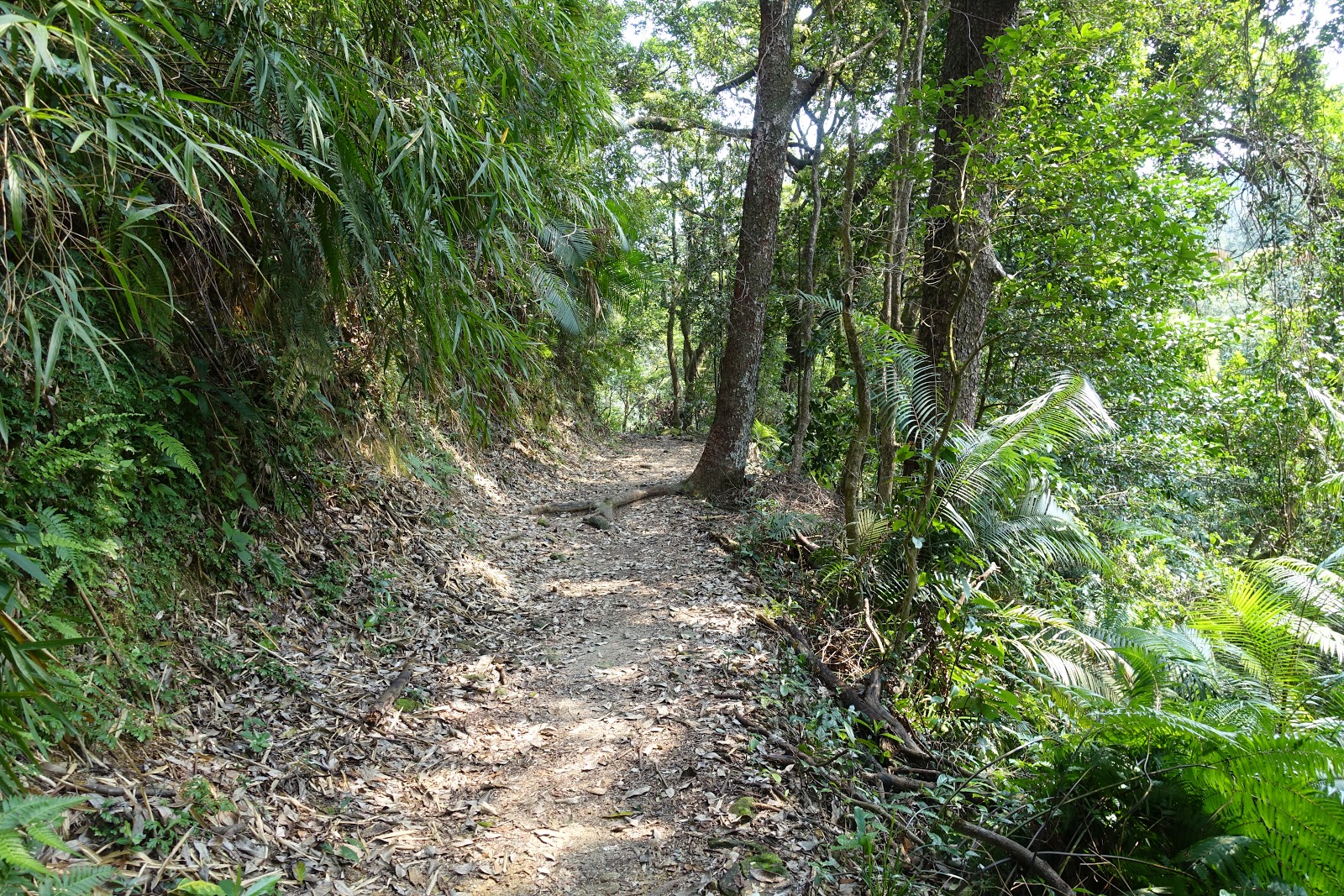 消耗五百食翻一千※香港行山記: 大埔滘藍路 Tai Po Kau Forest Blue Walk