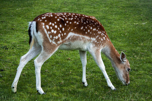 8 Beautiful Photos of Fawns | The Life in The World