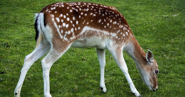 8 Beautiful Photos of Fawns | The Life in The World