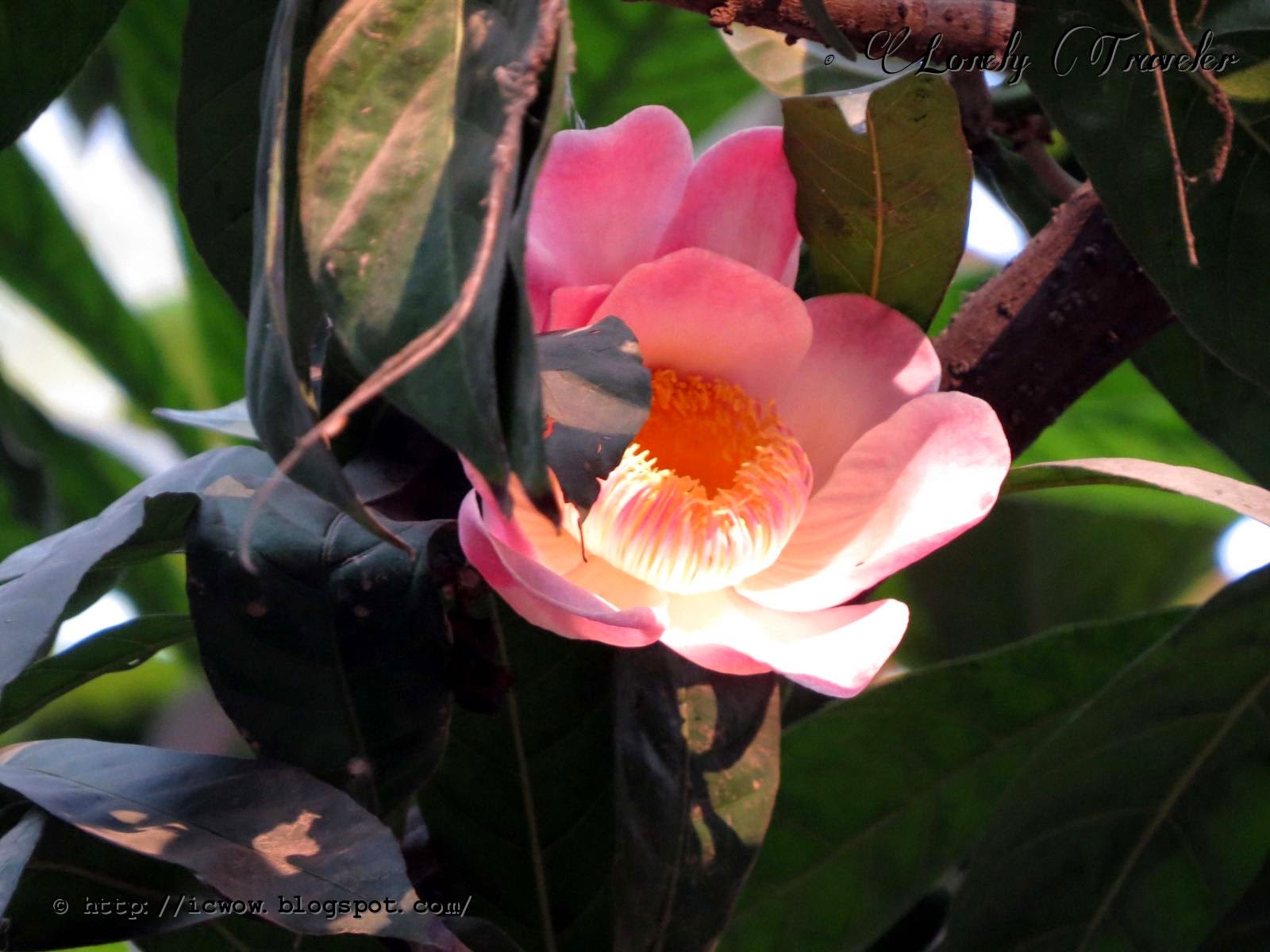 Majestic Heaven Lotus - Gustavia augusta