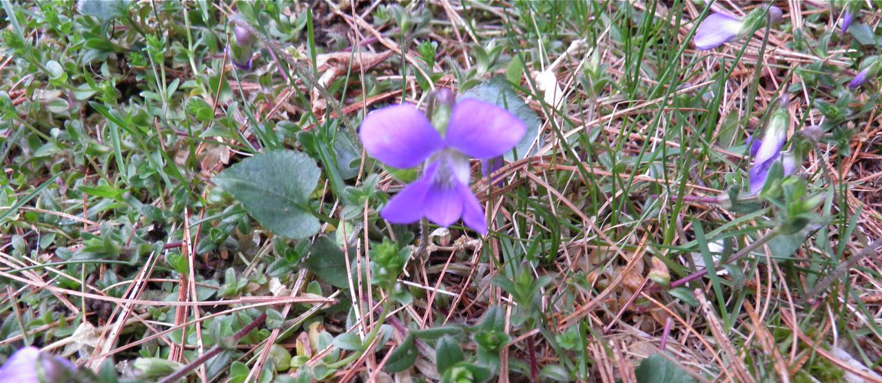 Docaitta Lifestyle: Foraging: Blue Marsh Violets