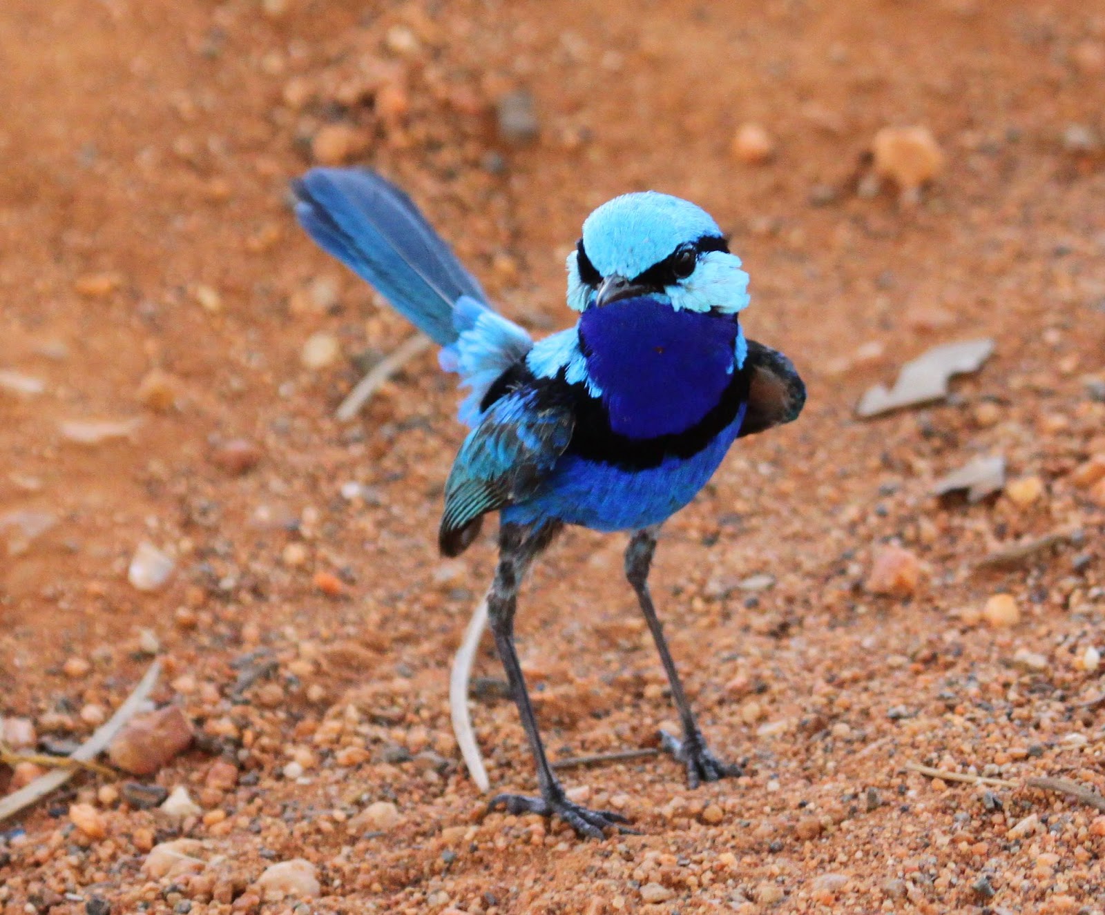 Richard Waring's Birds of Australia: Beautiful close-up photos of ...