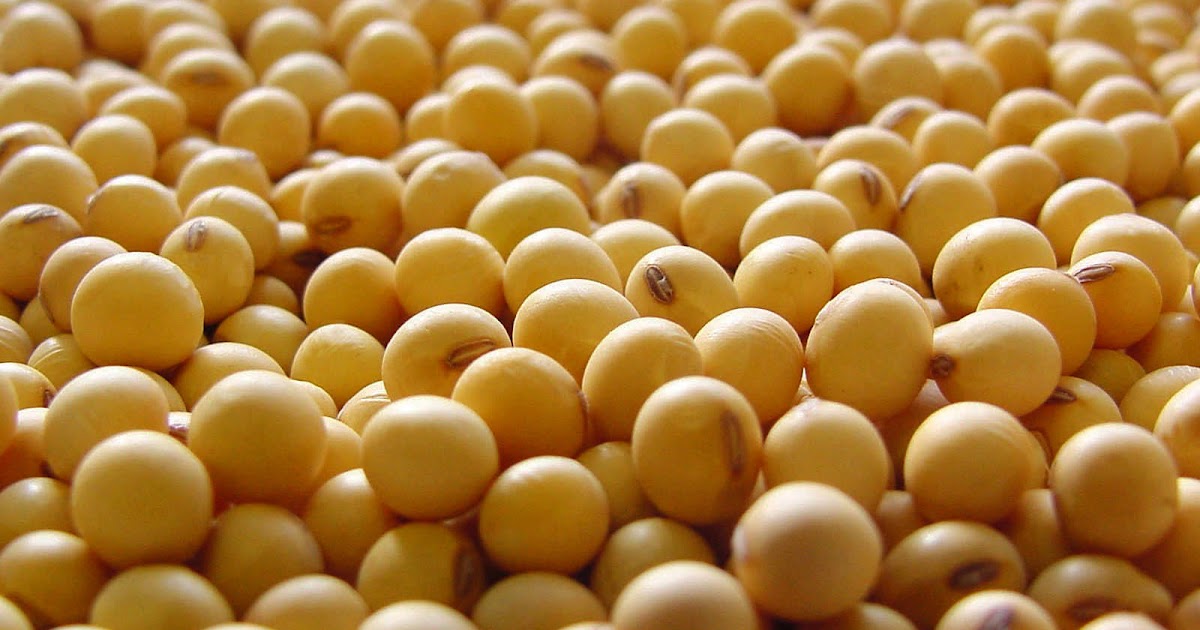 Tepung Kedelai ~ Jual Segala Jenis Tepung