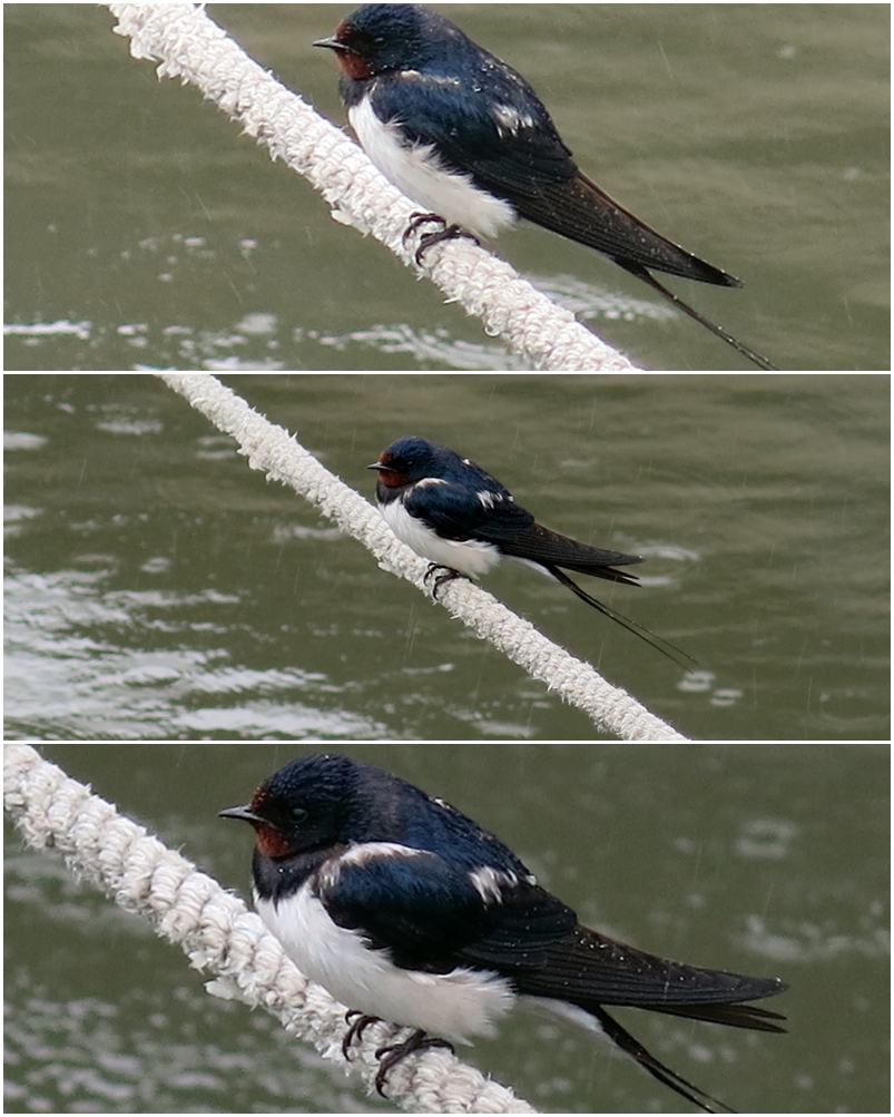 Sadepäivän lintukuvat