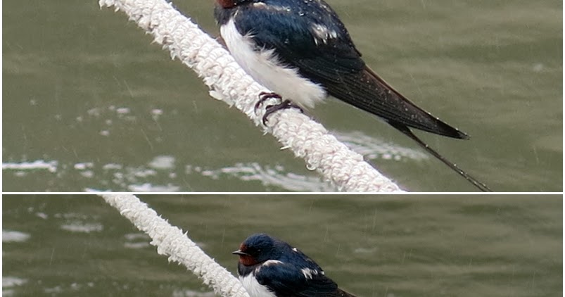 Sadepäivän lintukuvat