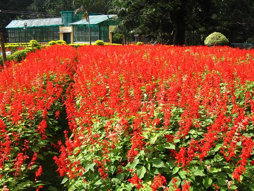 Tamilnadu Tourism: Rose Garden, Yercaud