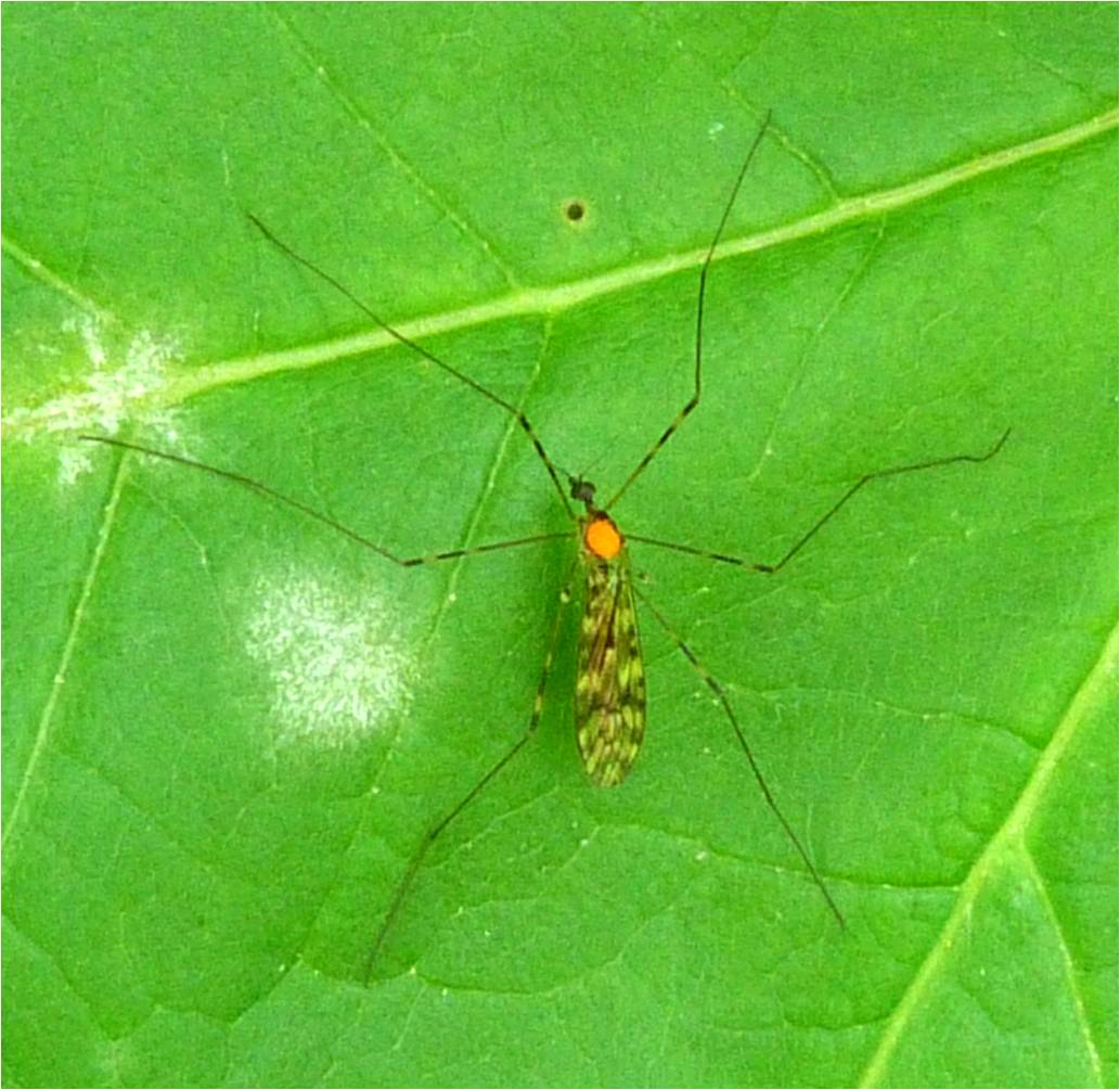 Insects of Scotland: Craneflies