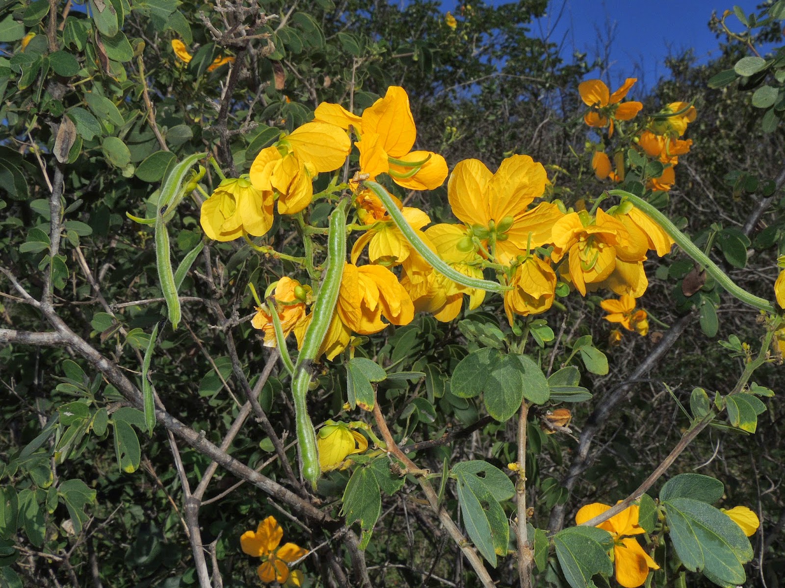 Fabaceae - Leguminosae no Brasil: Fabaceae - Senna macranthera (DC. ex ...